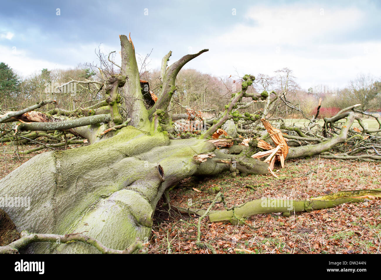 Storm damaged fallen tree Stock Photo - Alamy