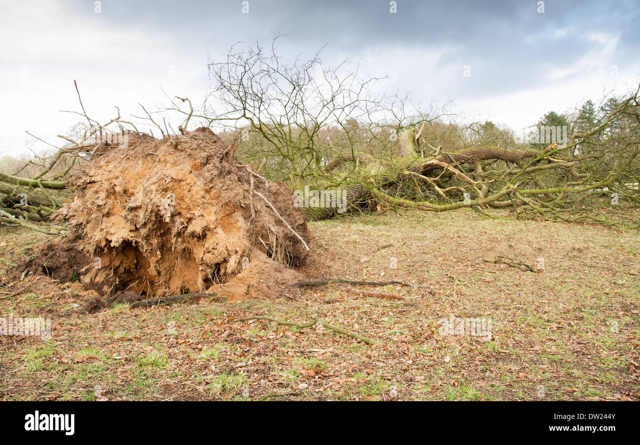 Storm tree roots hi-res stock photography and images - Alamy