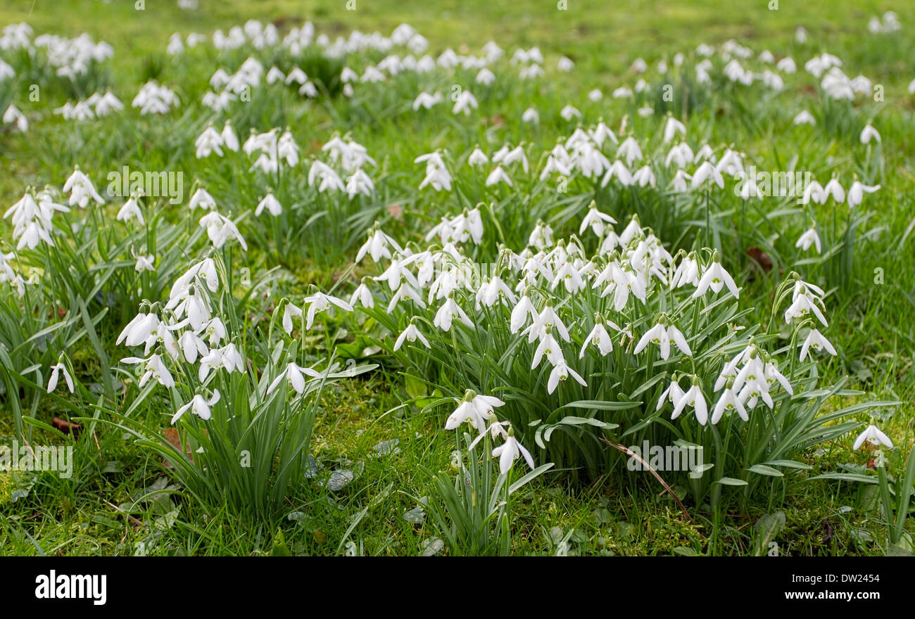 Snowdrops growing on a grass slope Stock Photo - Alamy