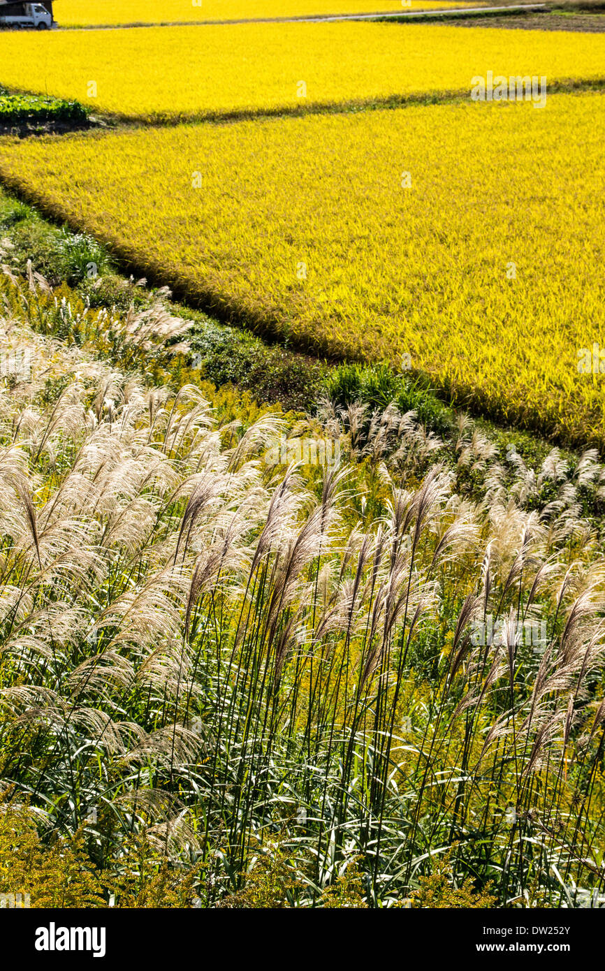 Japanese silver grass Stock Photo - Alamy