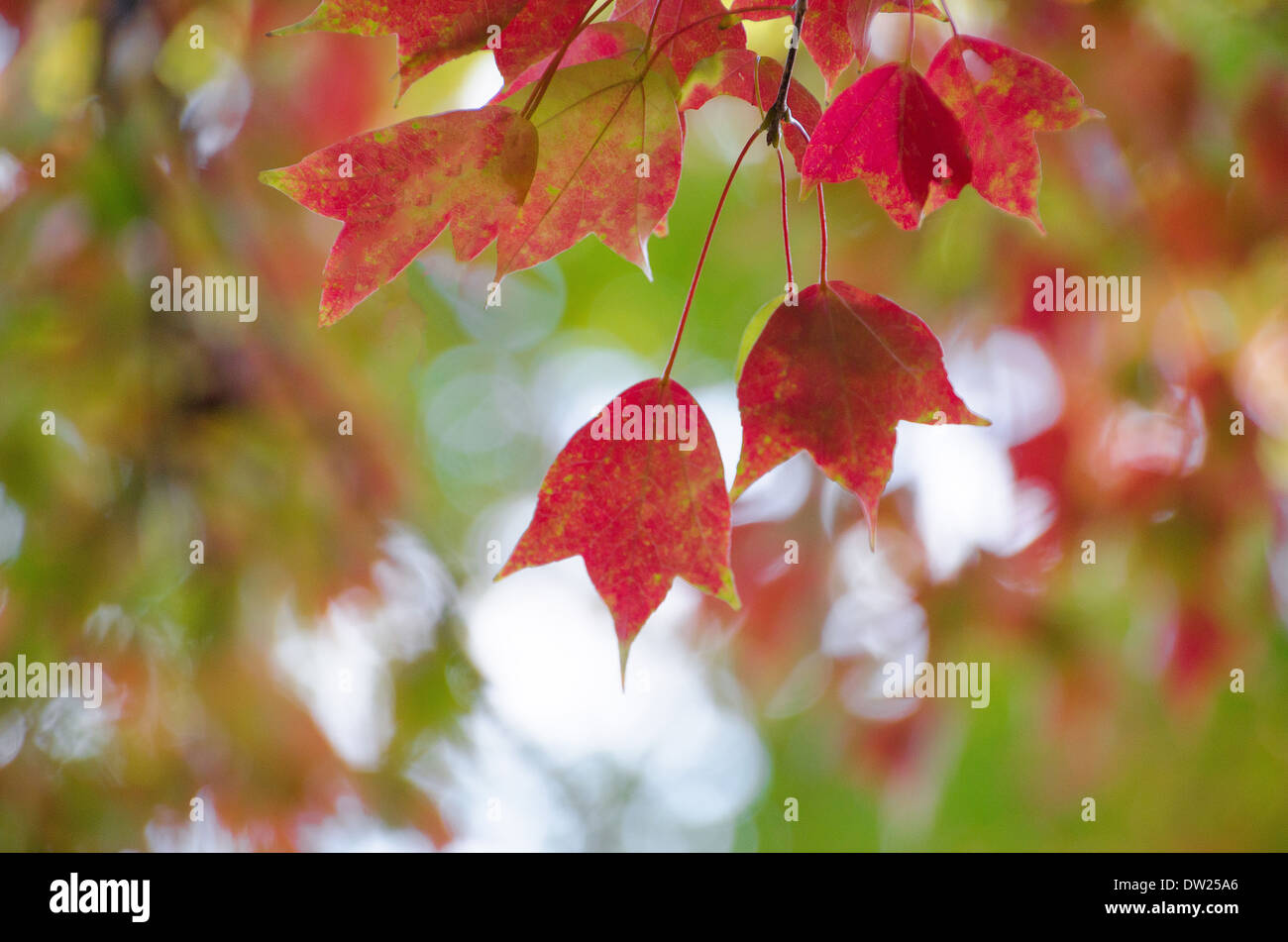 Trident maple tree hi-res stock photography and images - Alamy