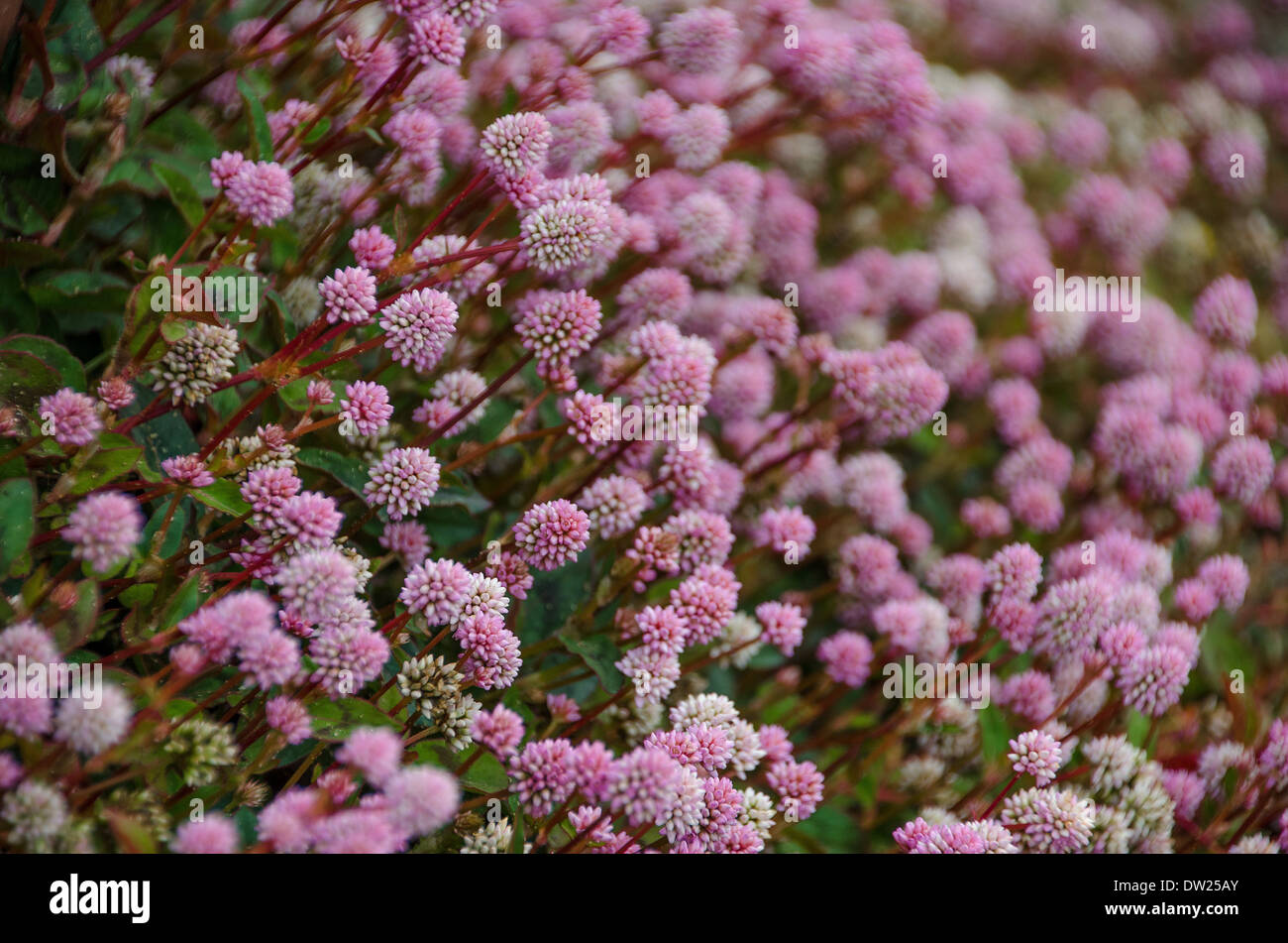 Pink knotweed hi-res stock photography and images - Alamy