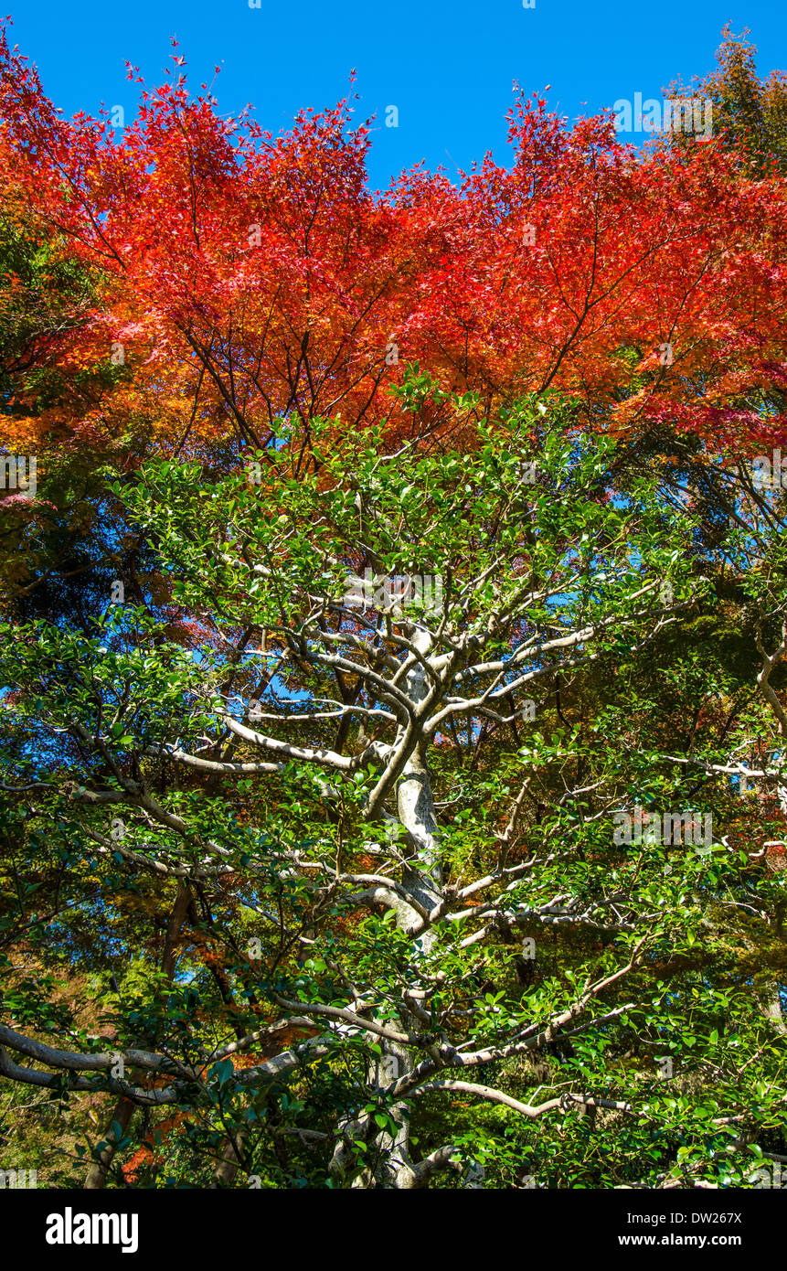 Mochi tree hi-res stock photography and images - Alamy
