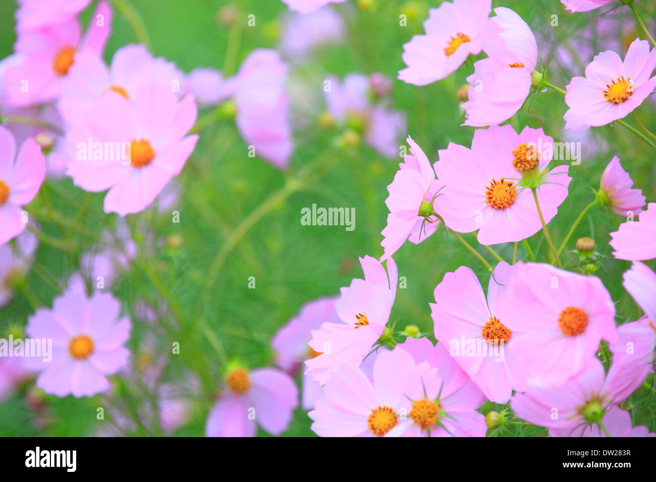 Pale pink cosmos hi-res stock photography and images - Alamy
