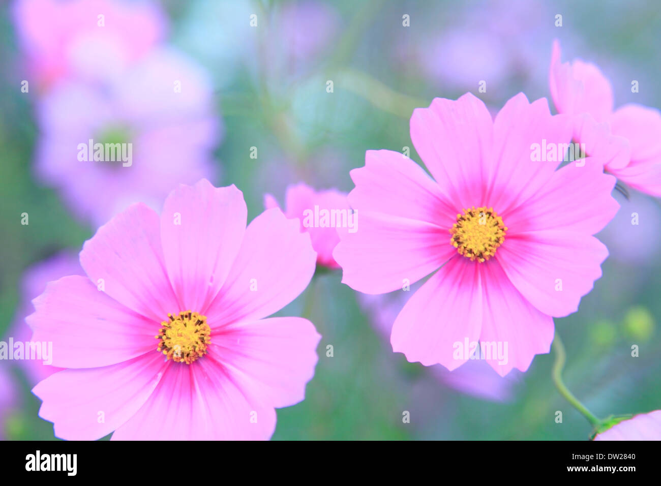 Pale yellow cosmos flower hi-res stock photography and images - Alamy