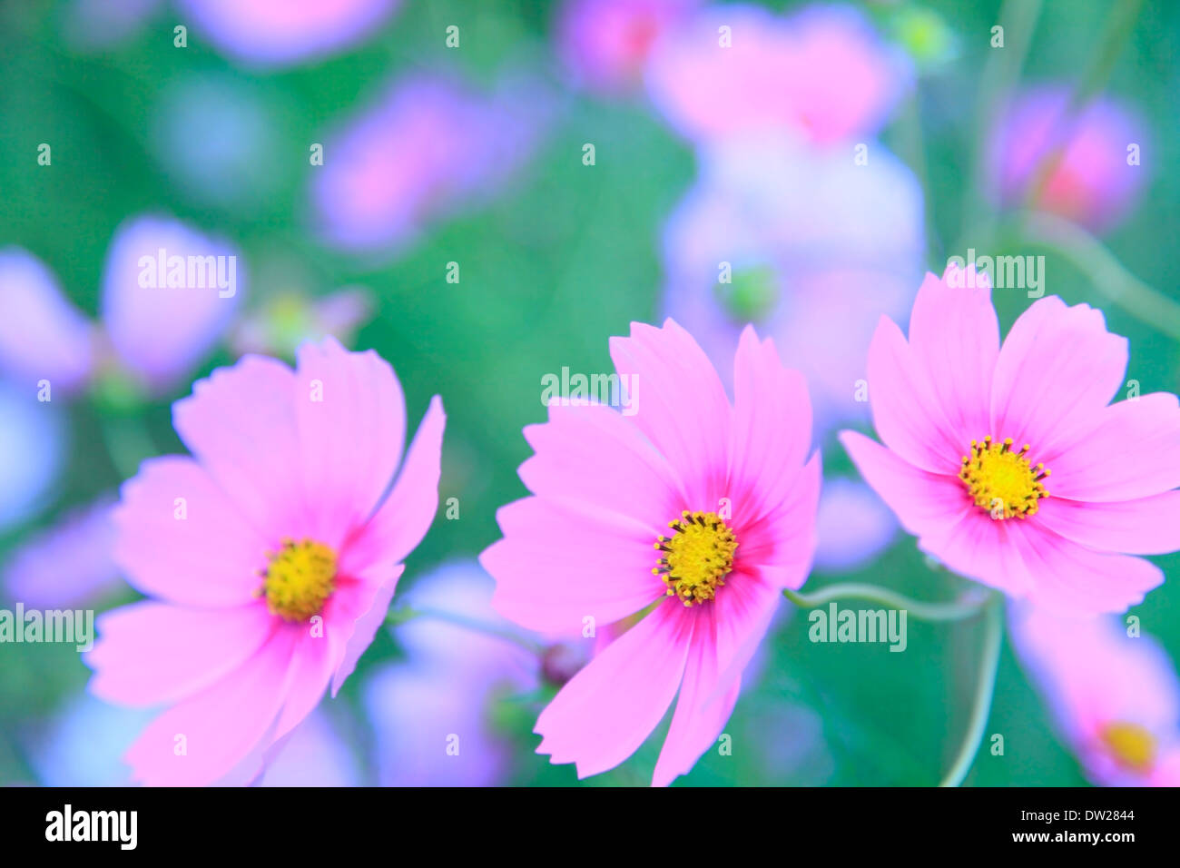 Pale pink cosmos hi-res stock photography and images - Alamy