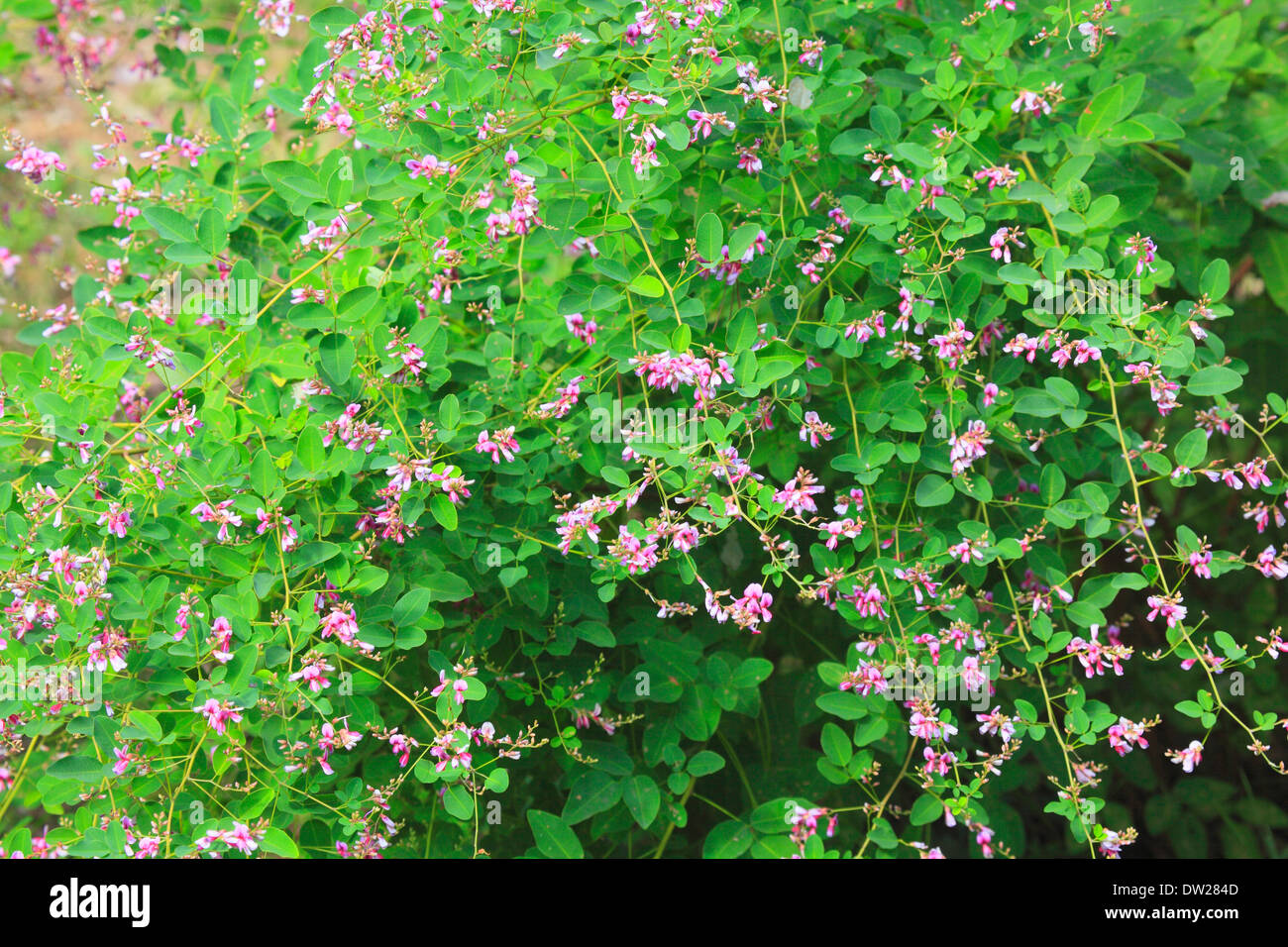 Bush material hi-res stock photography and images - Alamy