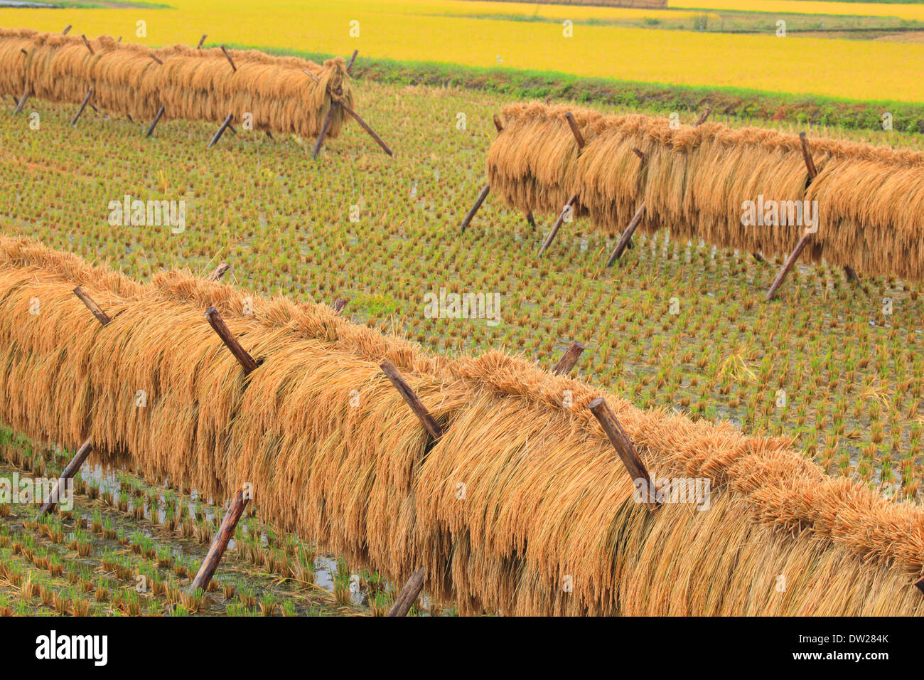 Rice ears drying hi-res stock photography and images - Alamy