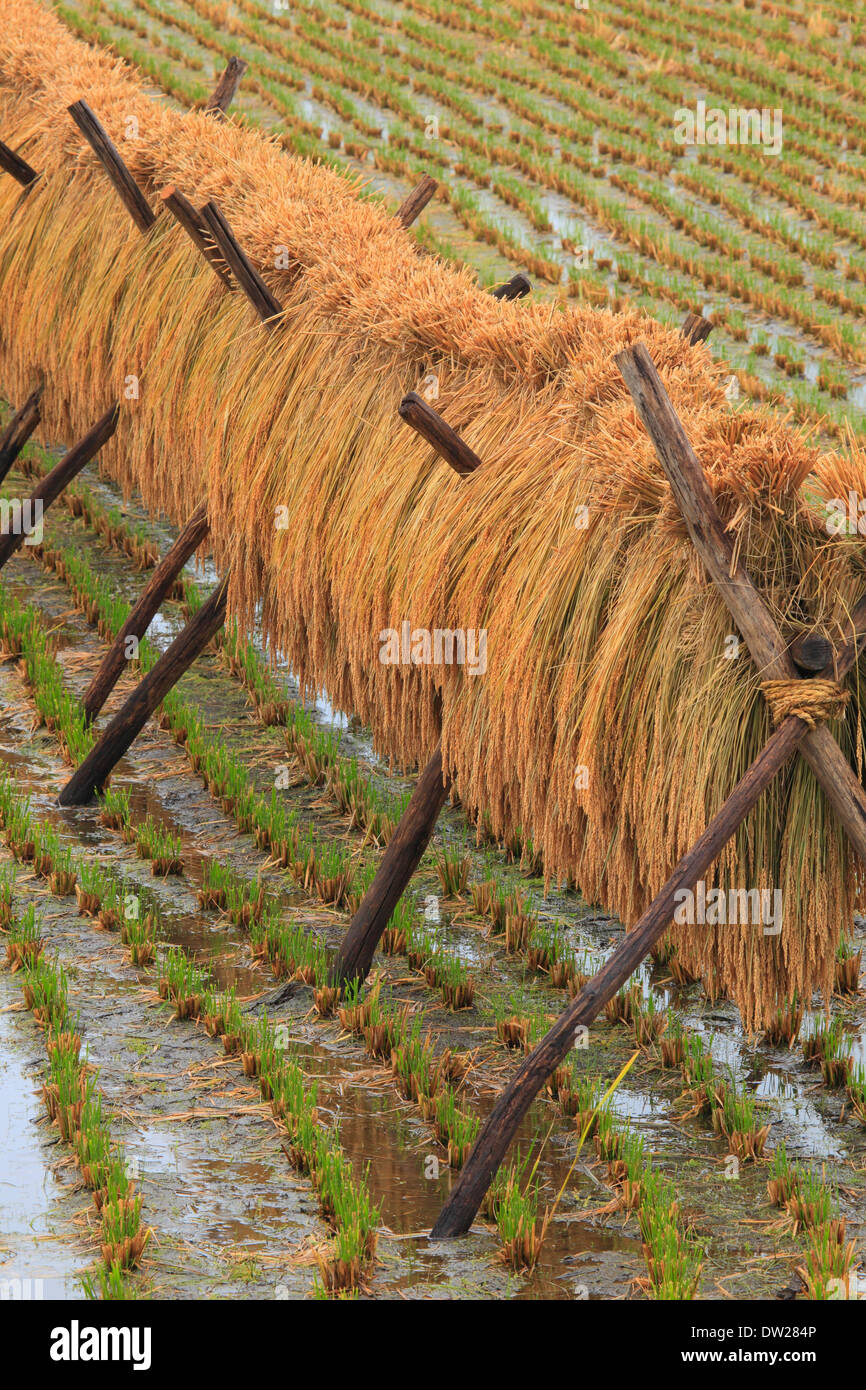 Rice ears drying hi-res stock photography and images - Alamy
