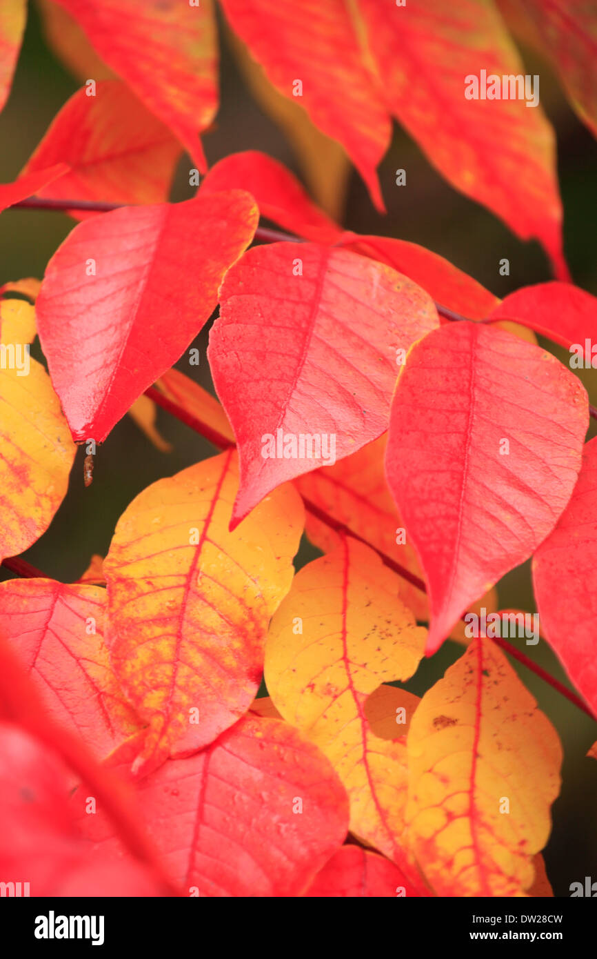 Japanese sumac hi-res stock photography and images - Alamy
