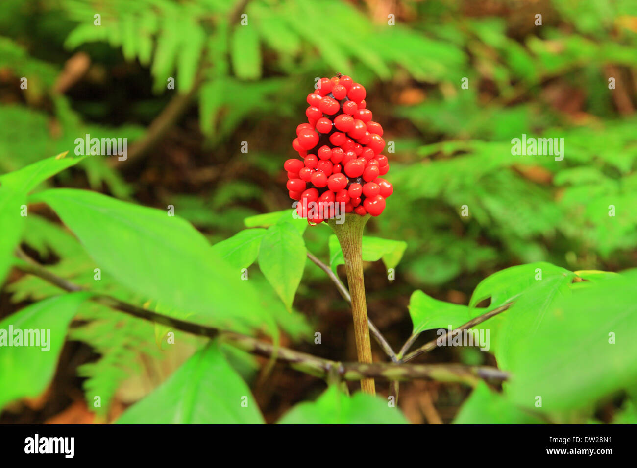 Hillock hi-res stock photography and images - Alamy
