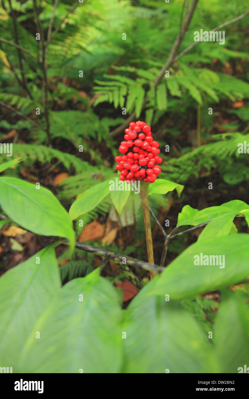 Hillock hi-res stock photography and images - Alamy