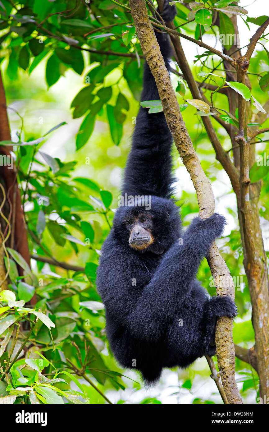 Wild siamang gibbon hi-res stock photography and images - Alamy