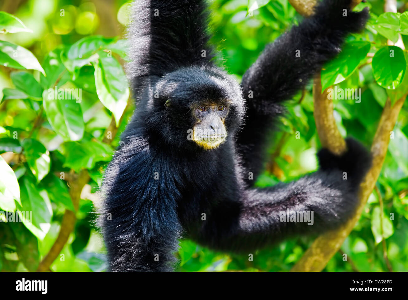 Siamang Stock Photos & Siamang Stock Images - Alamy