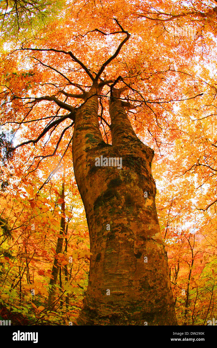 Beautiful giant beech trees hi-res stock photography and images - Alamy