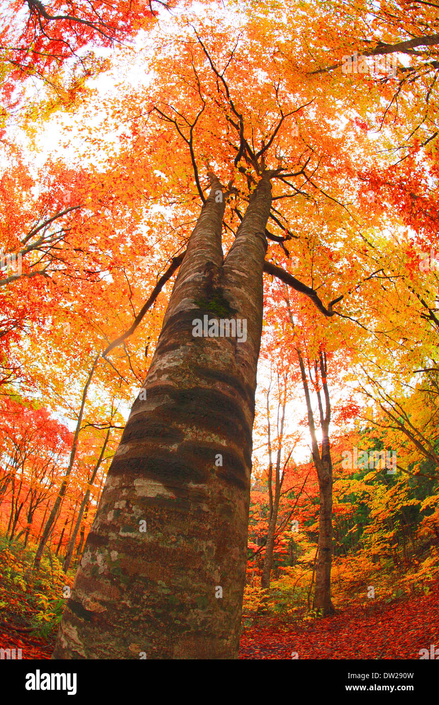Beautiful giant beech trees hi-res stock photography and images - Alamy