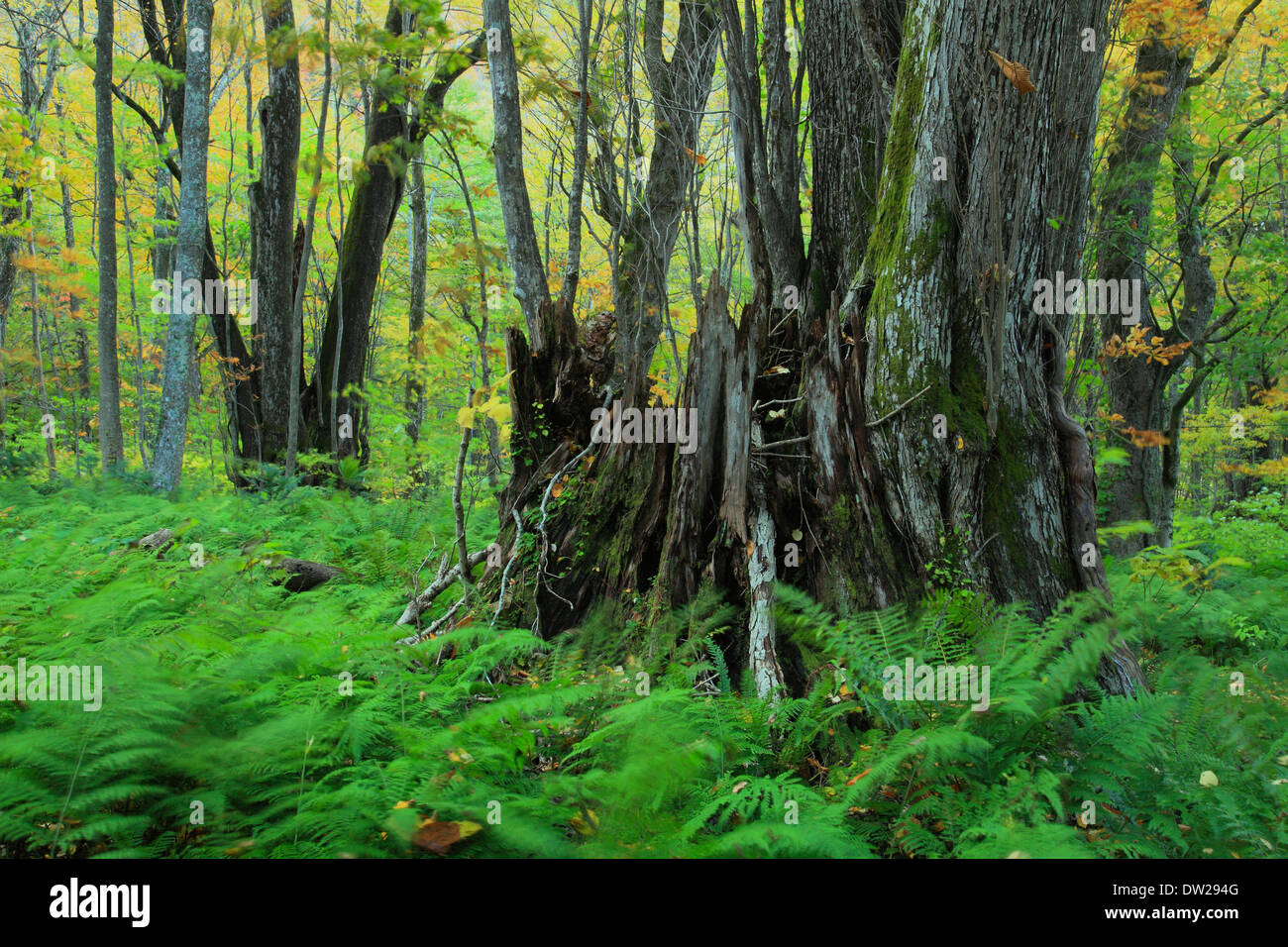 Ichinoseki hi-res stock photography and images - Alamy