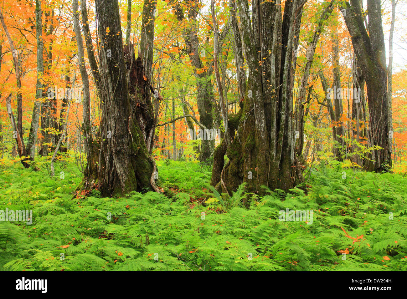 Ichinoseki hi-res stock photography and images - Alamy