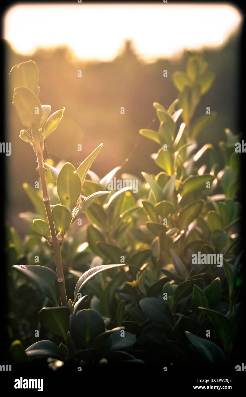 Plants at sunset Stock Photo - Alamy