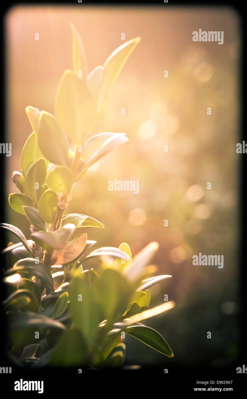 Plants at sunset Stock Photo - Alamy