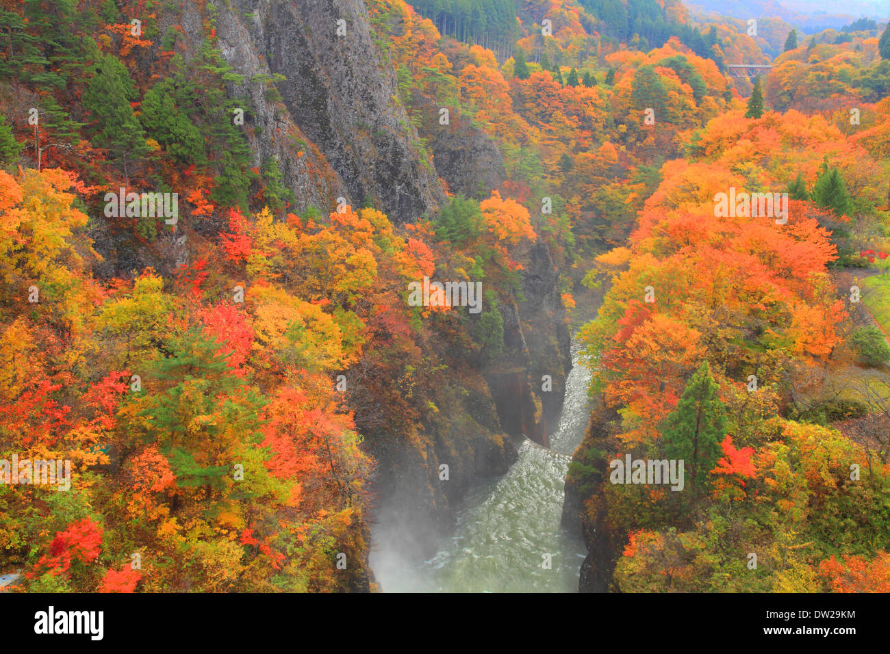 V shaped leaves hi-res stock photography and images - Alamy