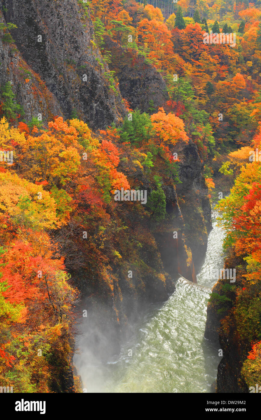 V shaped leaves hi-res stock photography and images - Alamy