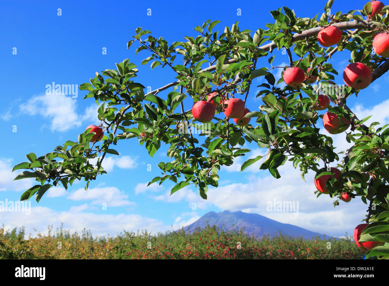 Hokuto tree hi-res stock photography and images - Alamy