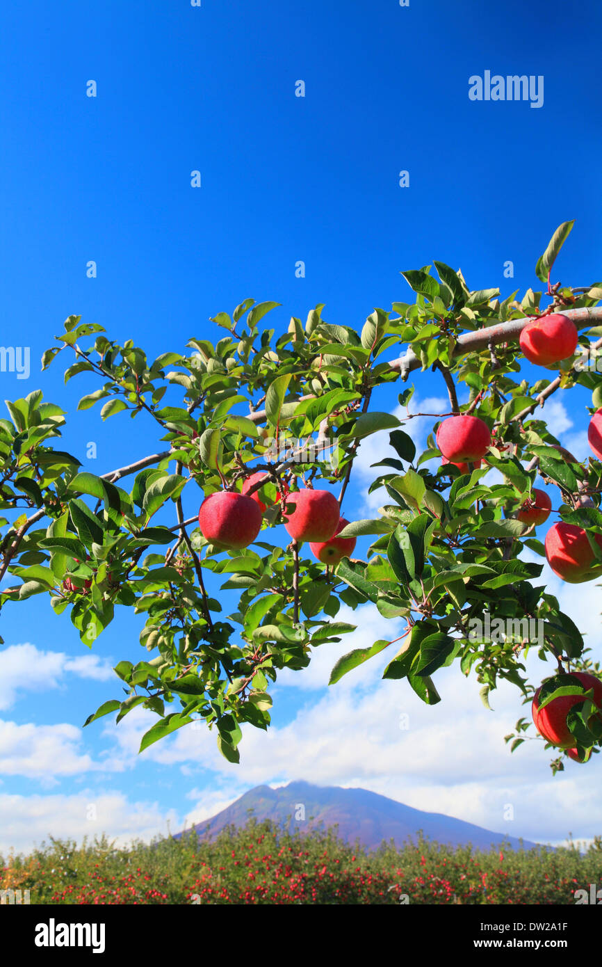 Hokuto tree hi-res stock photography and images - Alamy