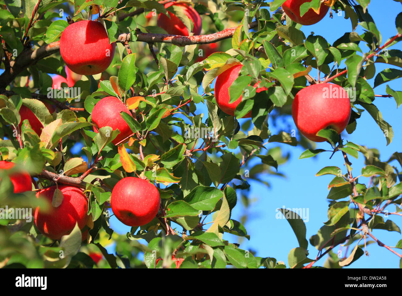 Tsugaru apple hi-res stock photography and images - Alamy