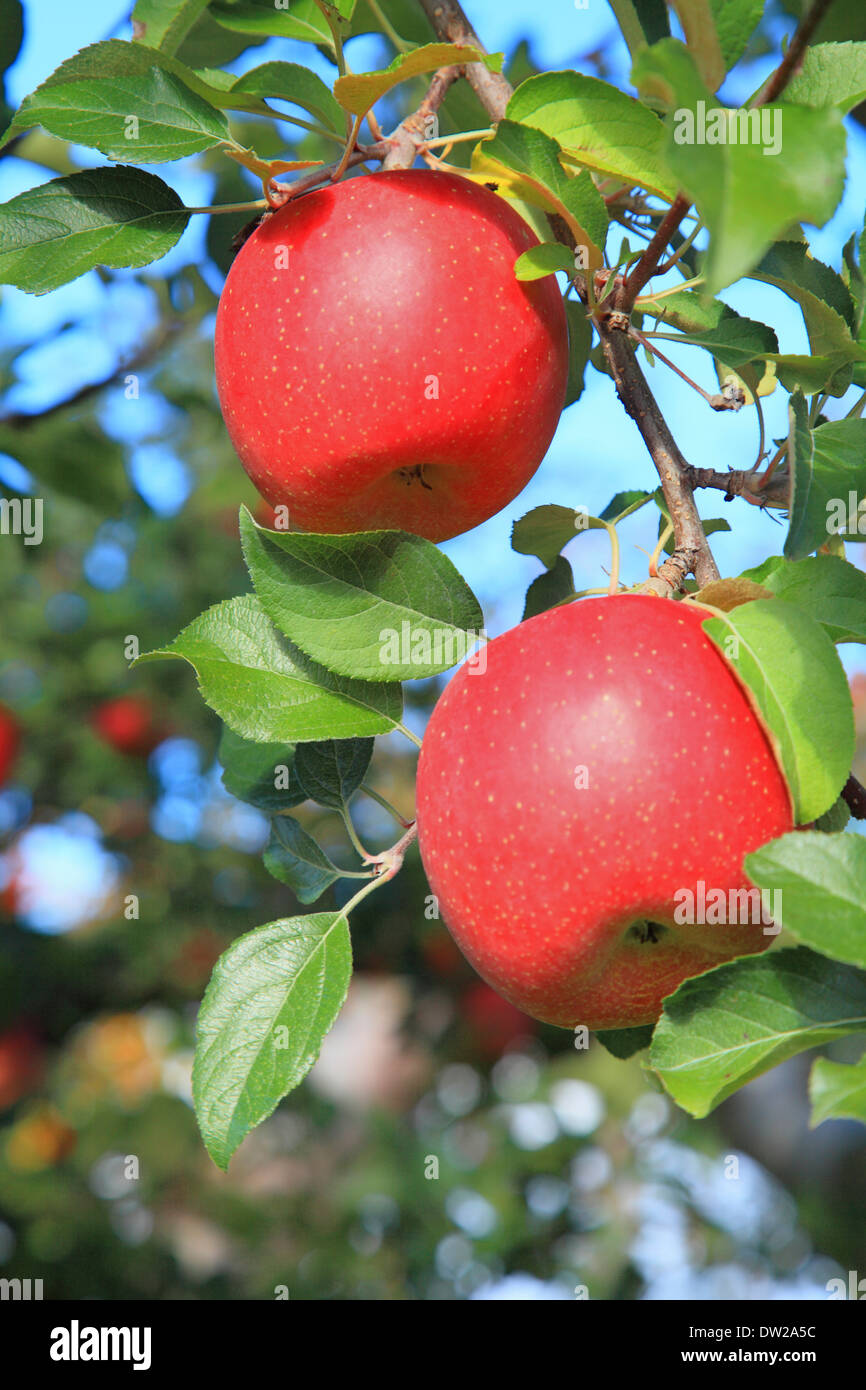 Tsugaru apple hi-res stock photography and images - Alamy