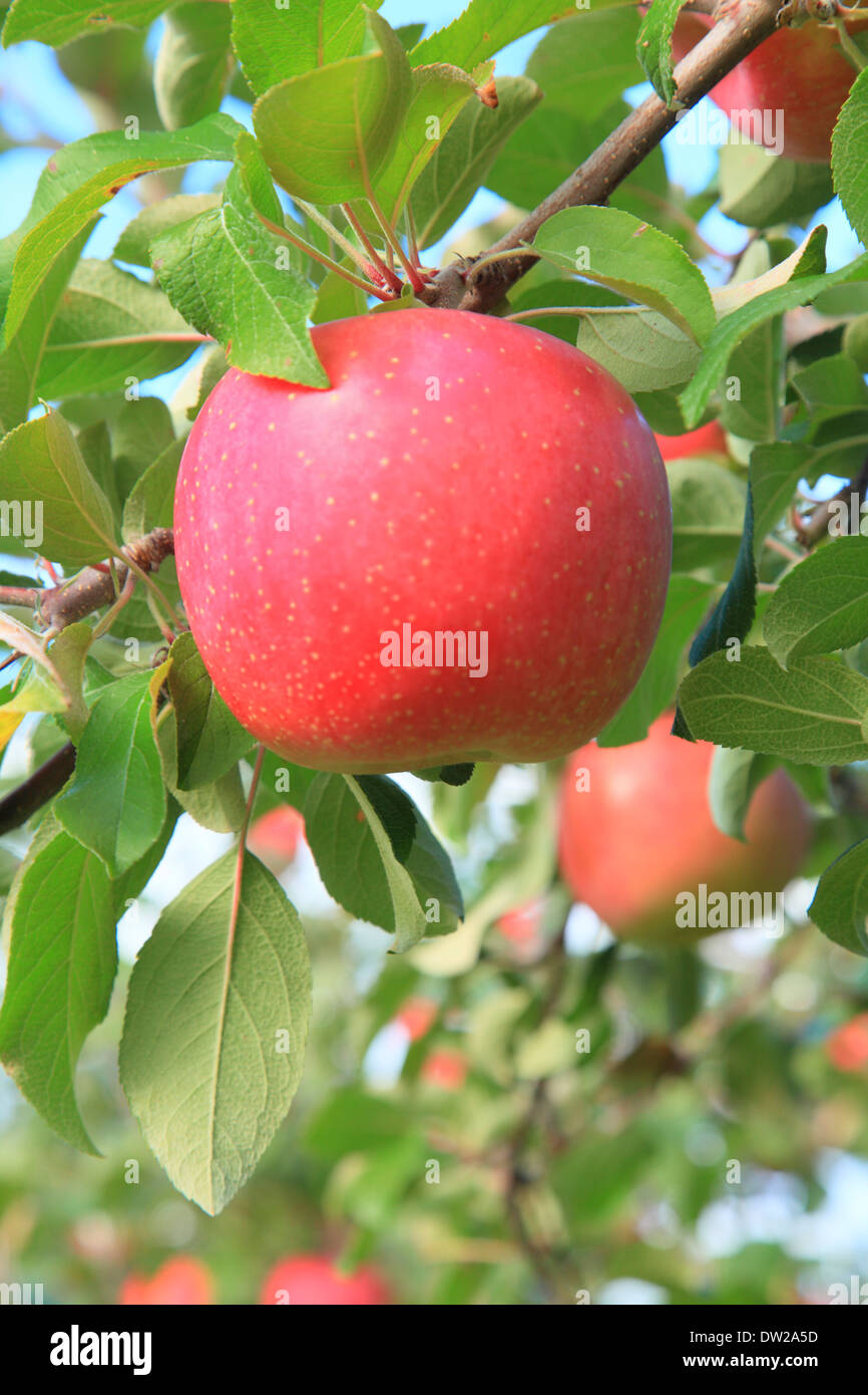 Tsugaru apple hi-res stock photography and images - Alamy