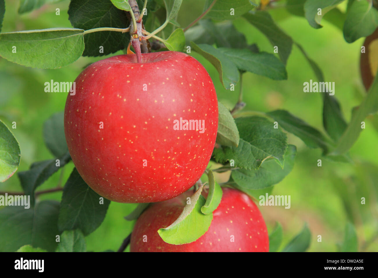 Tsugaru apple hi-res stock photography and images - Alamy