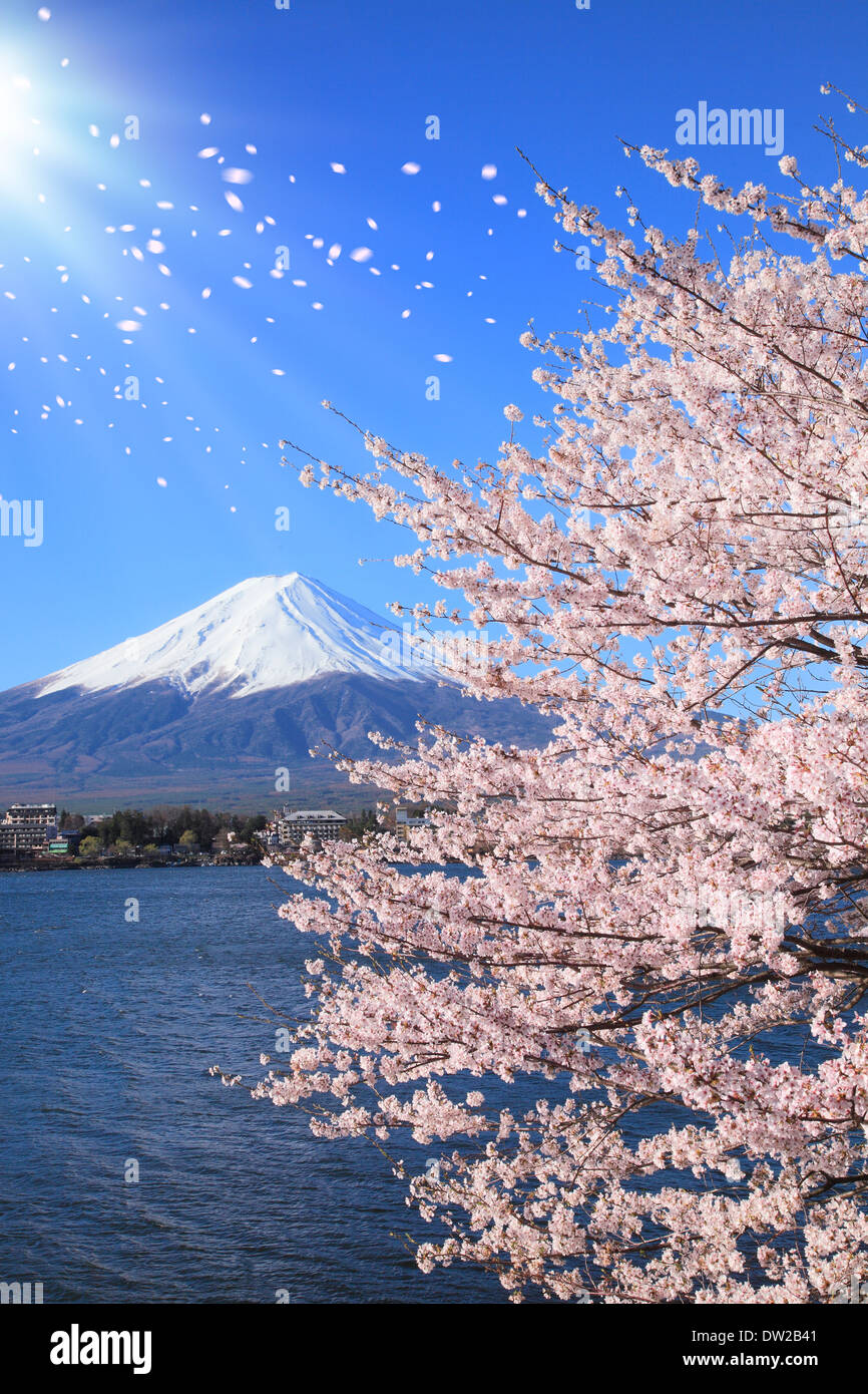 Hakone national park flowers hi-res stock photography and images - Alamy