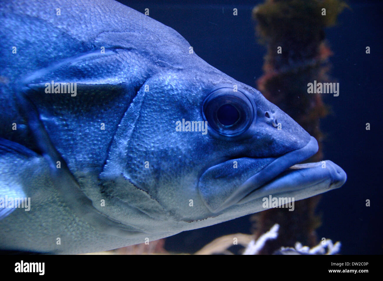 Tropical Fish Aquarium Stock Photo - Alamy