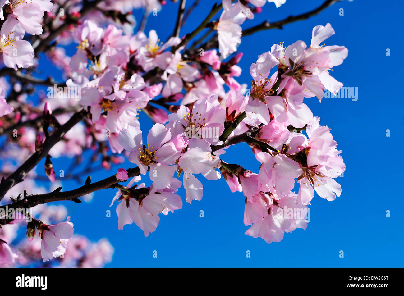 Almond tree hi-res stock photography and images - Alamy