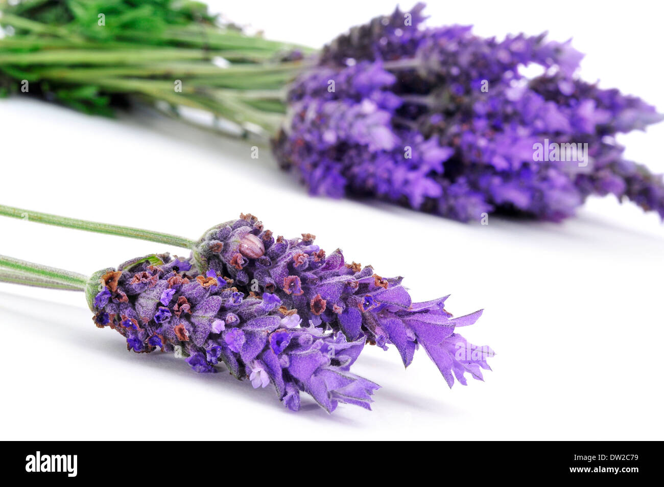 a pile of lavender flowers on a white background Stock Photo - Alamy