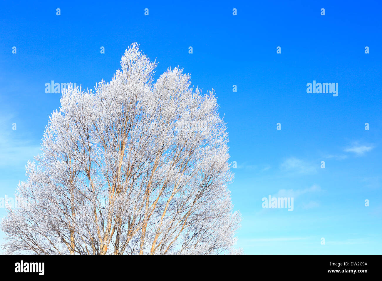 The giant silver tree hi-res stock photography and images - Alamy