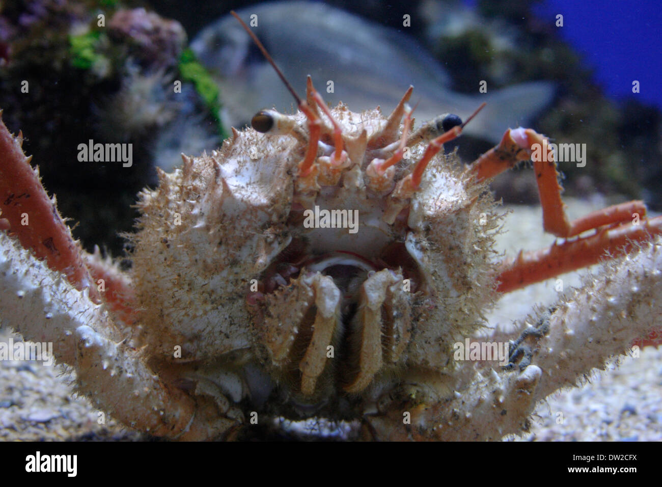 Tropical Fish Aquarium Stock Photo - Alamy