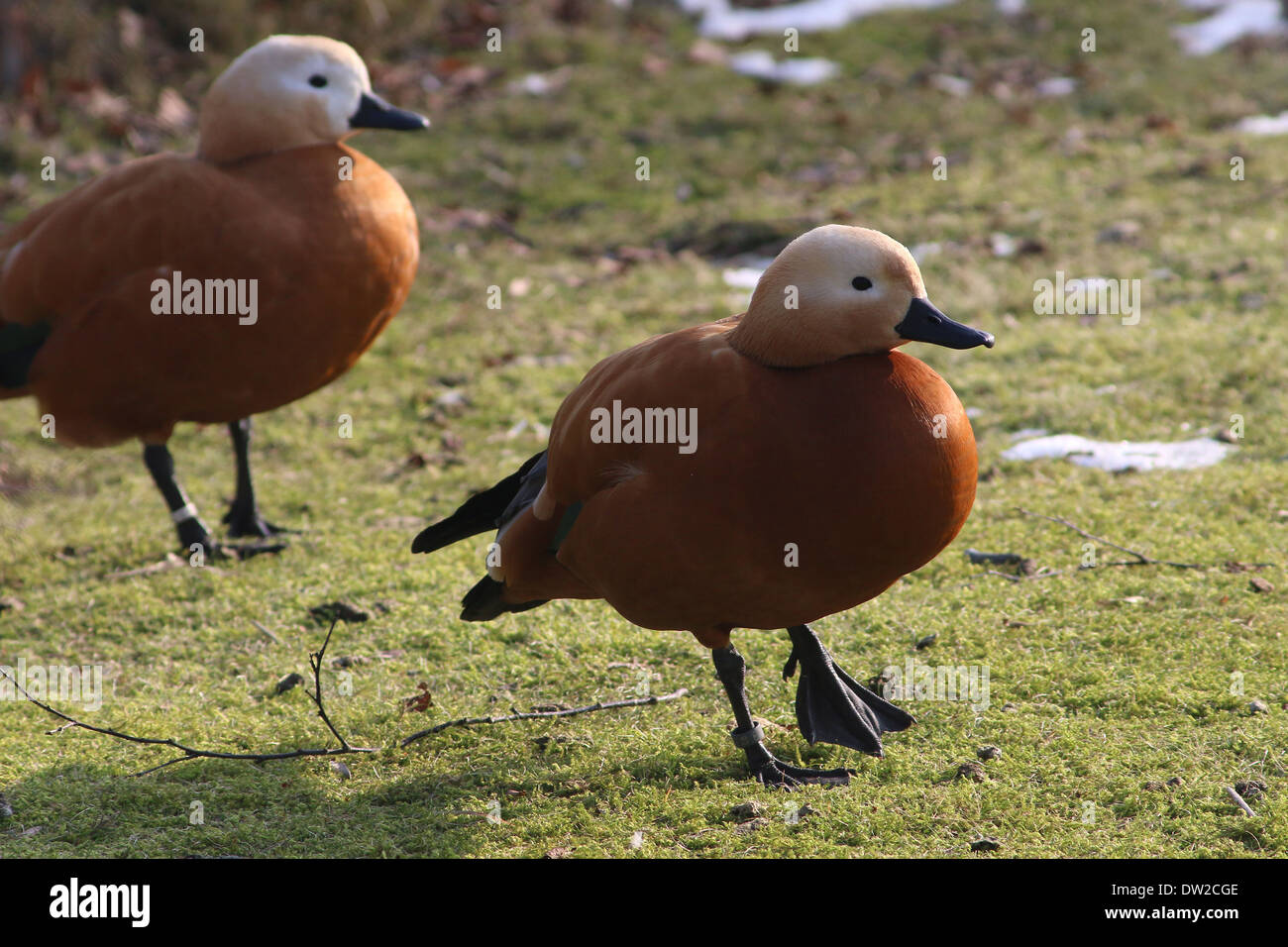 Pair of two Ruddy Shelducks (Tadorna ferruginea Stock Photo - Alamy