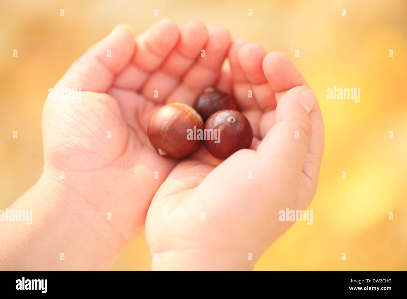 Child holding acorn hi-res stock photography and images - Alamy
