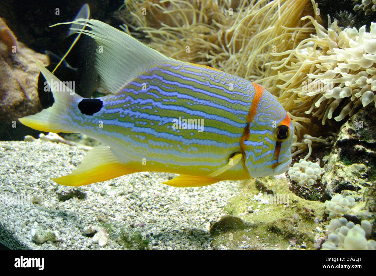 Tropical Fish Aquarium Stock Photo - Alamy