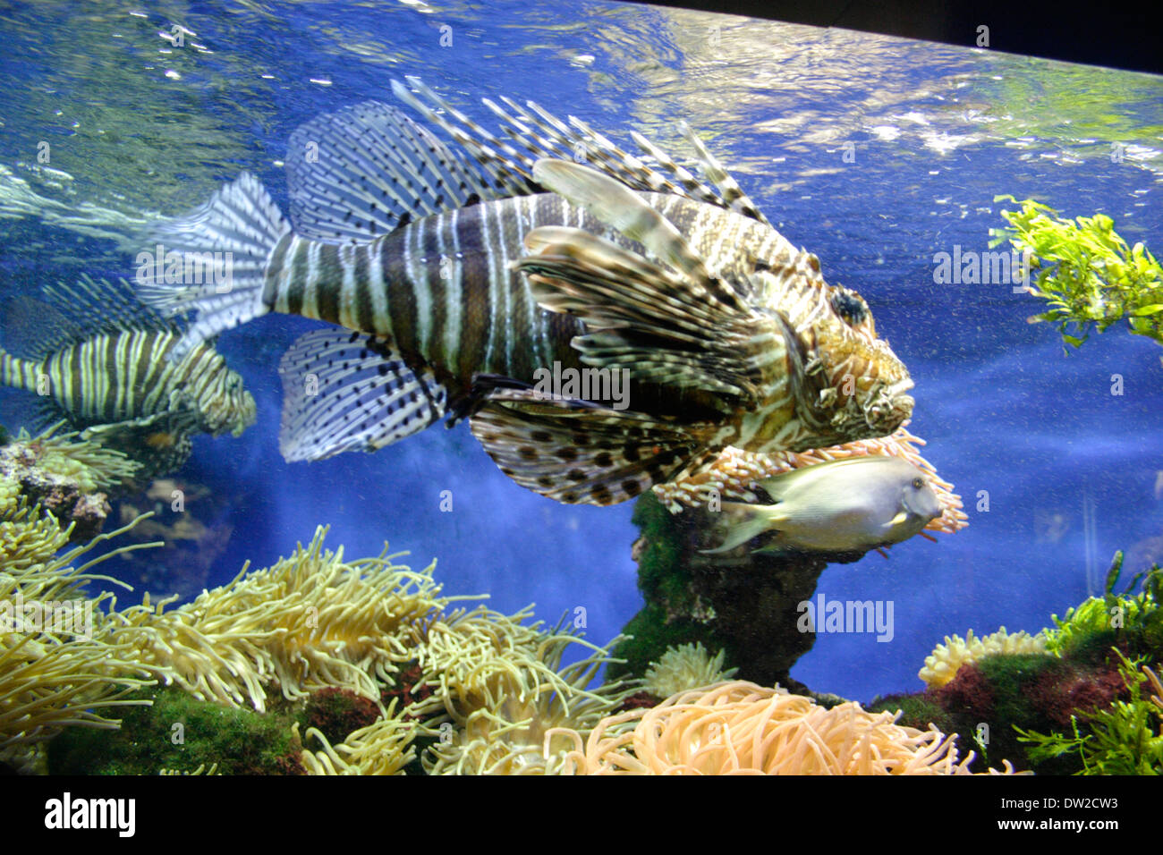 Tropical Fish Aquarium Stock Photo - Alamy