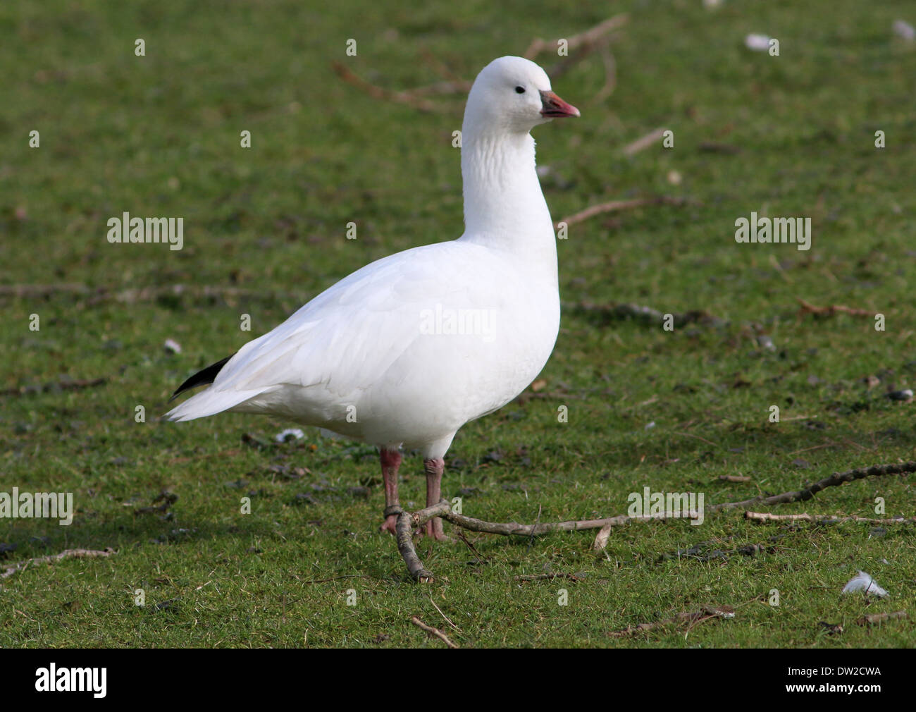 Chen caerulescens bird portrait hi-res stock photography and images - Alamy