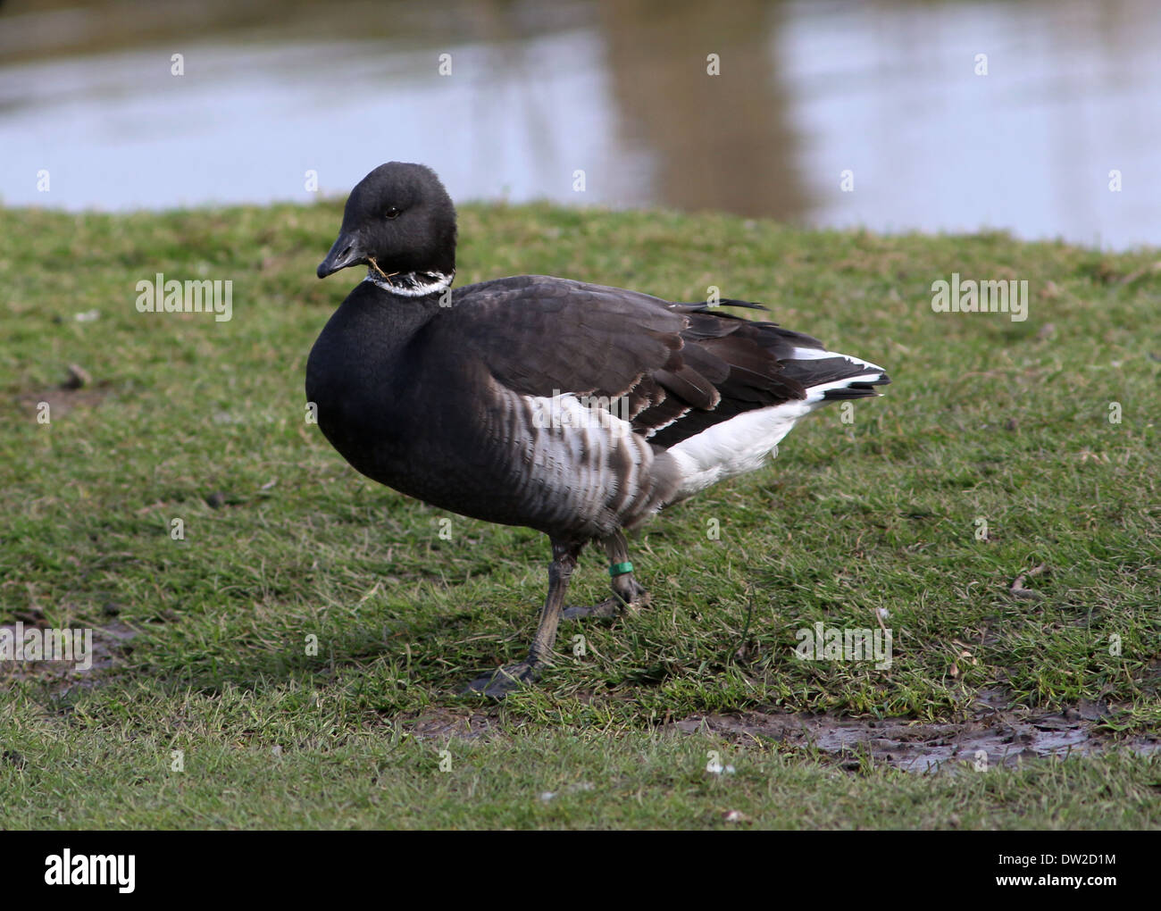 Dark-bellied Brent Goose (Branta bernicla) close-up Stock Photo - Alamy