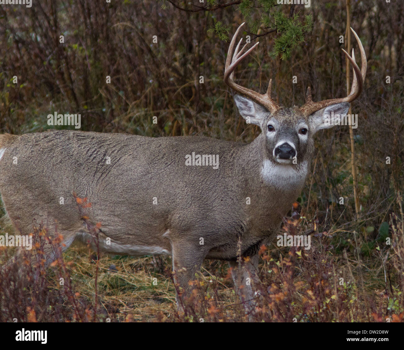 A healthy, older buck during the Montana white-tailed deer rut Stock ...