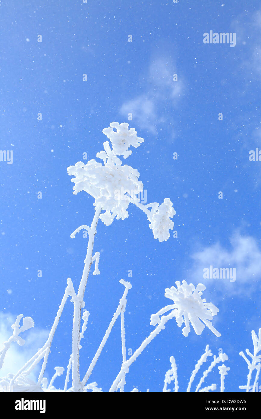 Rimed Crystal High Resolution Stock Photography and Images - Alamy