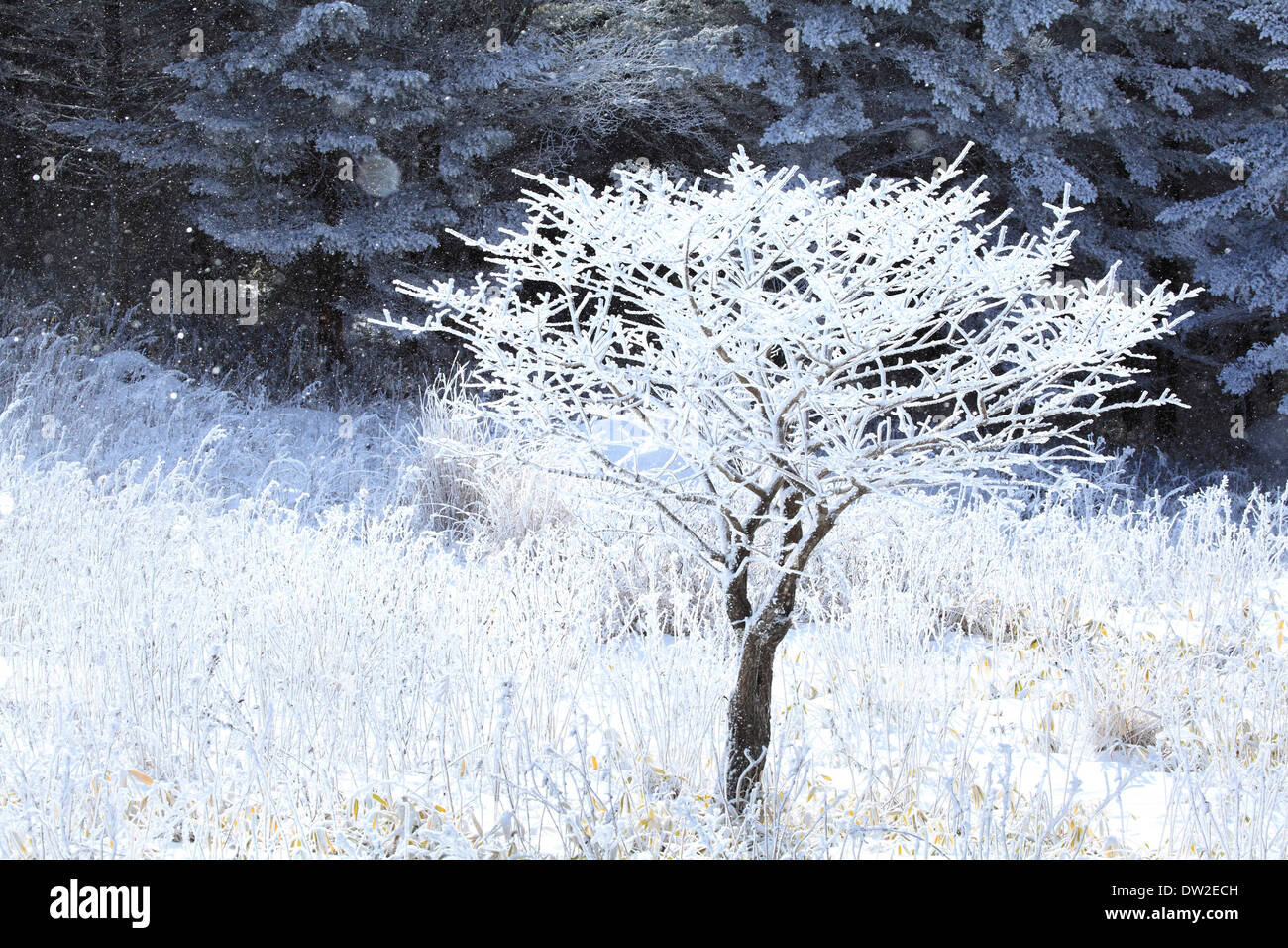 Rimed Crystal High Resolution Stock Photography and Images - Alamy