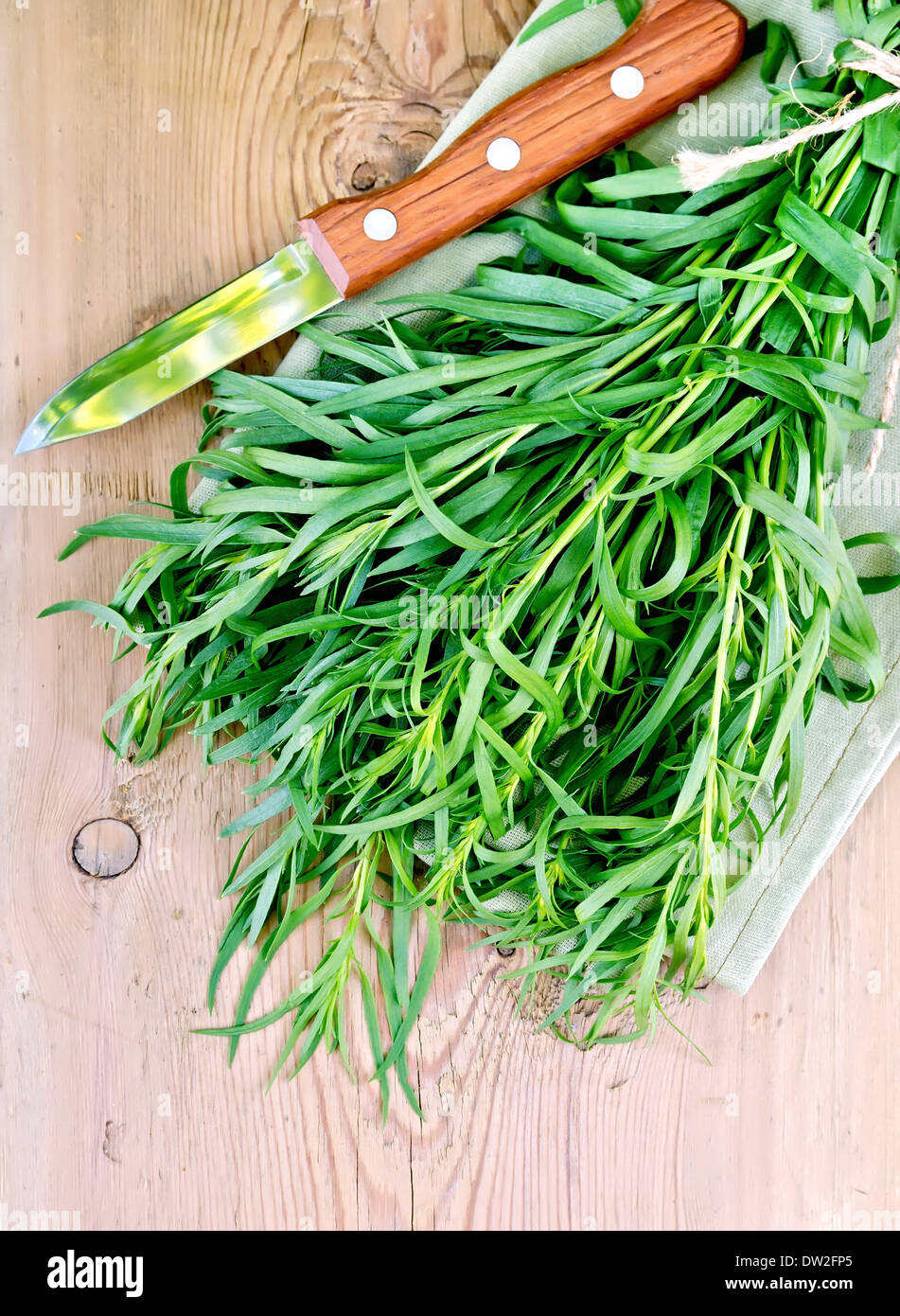 Tarragon fresh green with a knife on a napkin on the background of ...