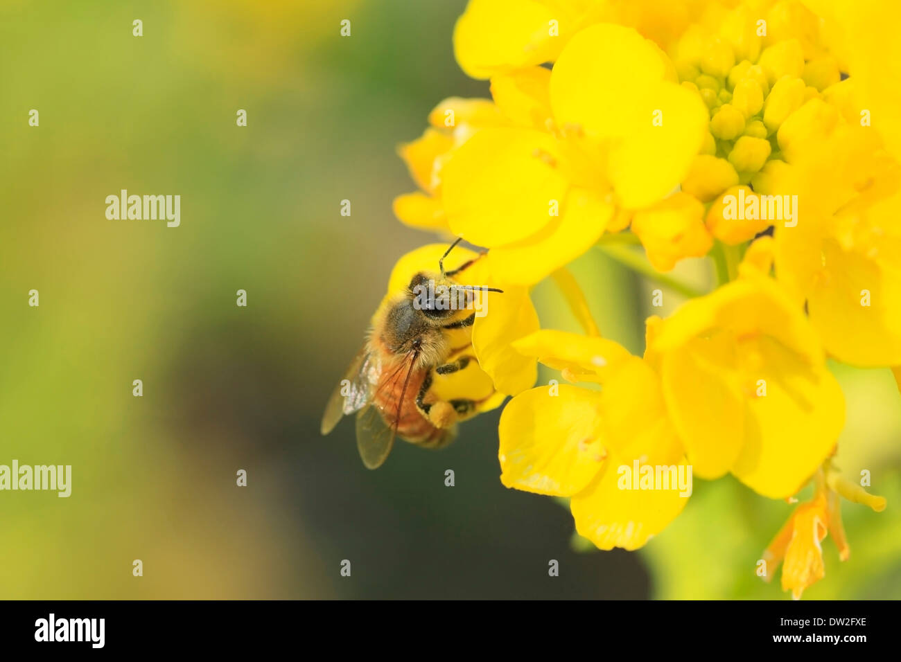 Bee on field mustard Stock Photo - Alamy