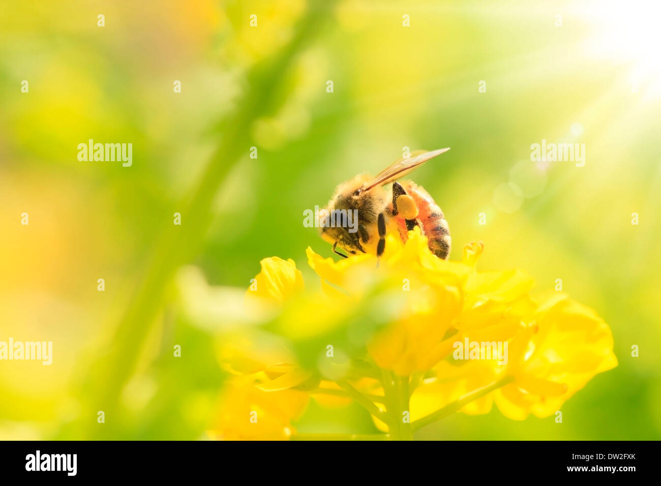 Bee on field mustard Stock Photo - Alamy